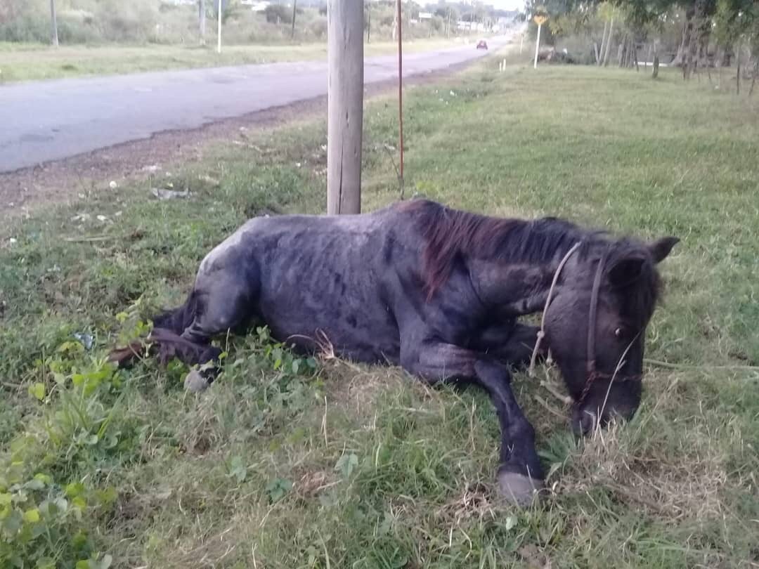 UN CABALLO SE DESPLOMÓ MAL HERIDO MIENTRAS TIRABA UN CARRO Y MURIÓ ...